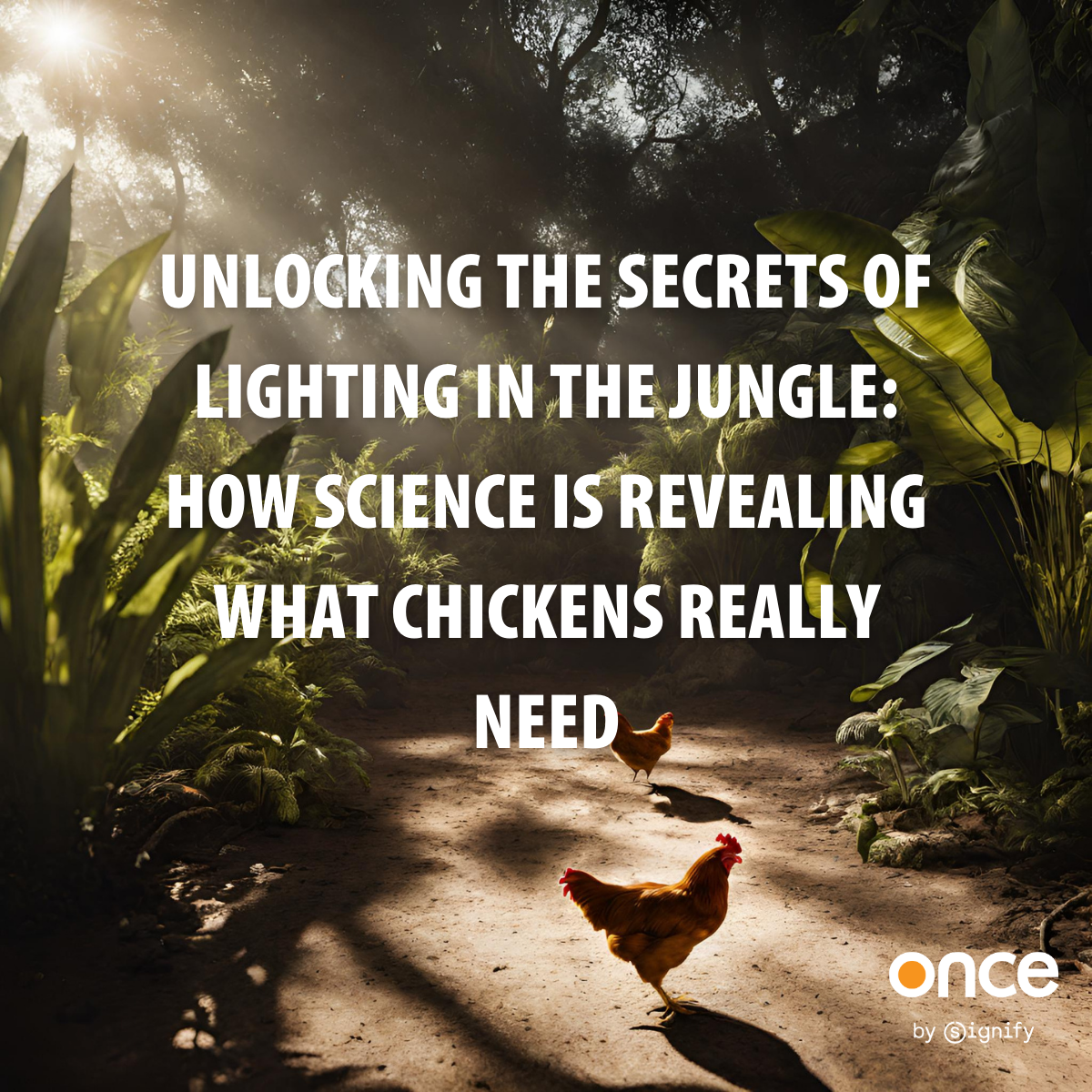 Exploring the science behind light gradients for broilers